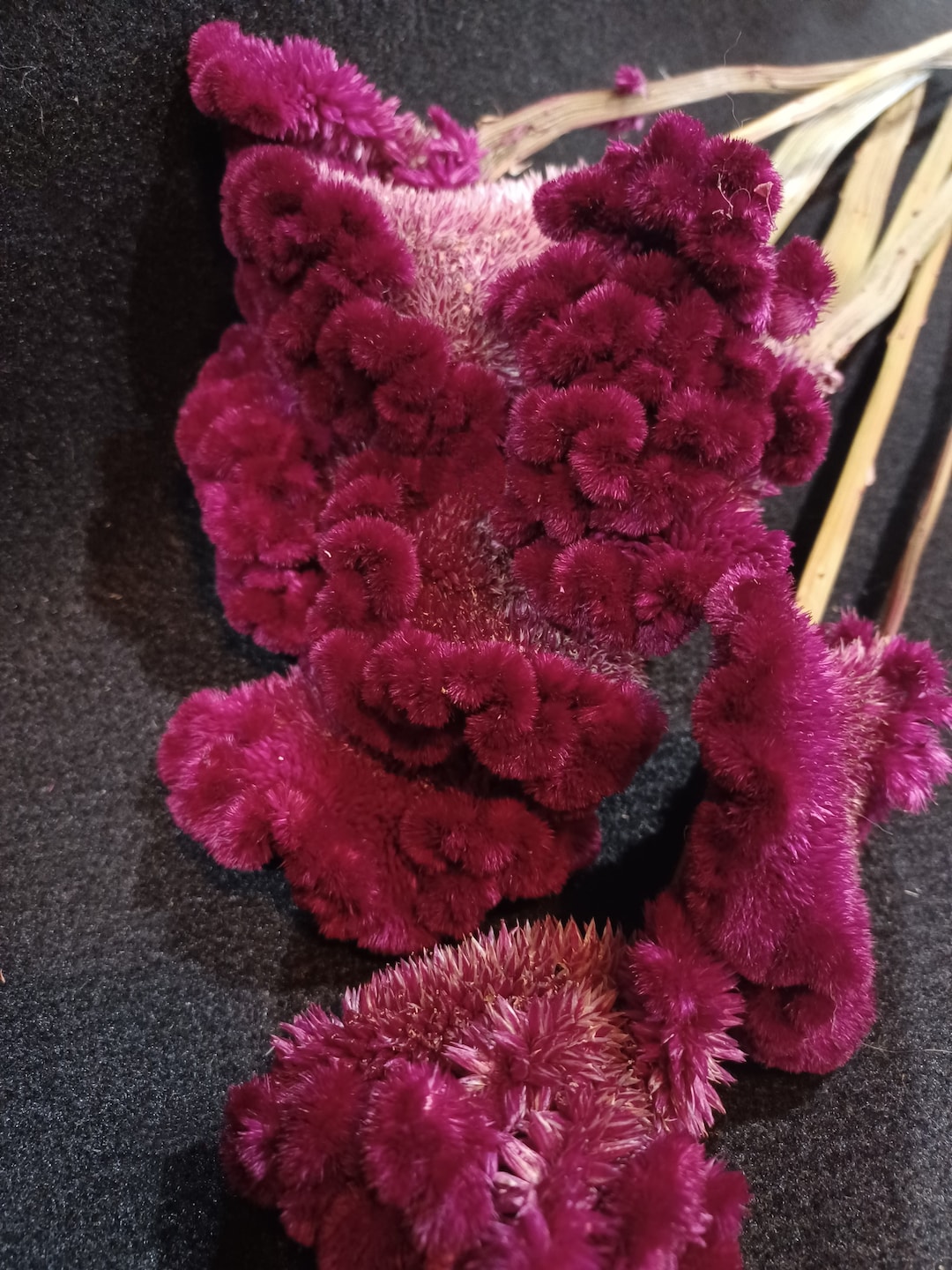 10 Celosia Burgundy Cockscomb, 2-3 Flower Head Width, 14-16 Total ...