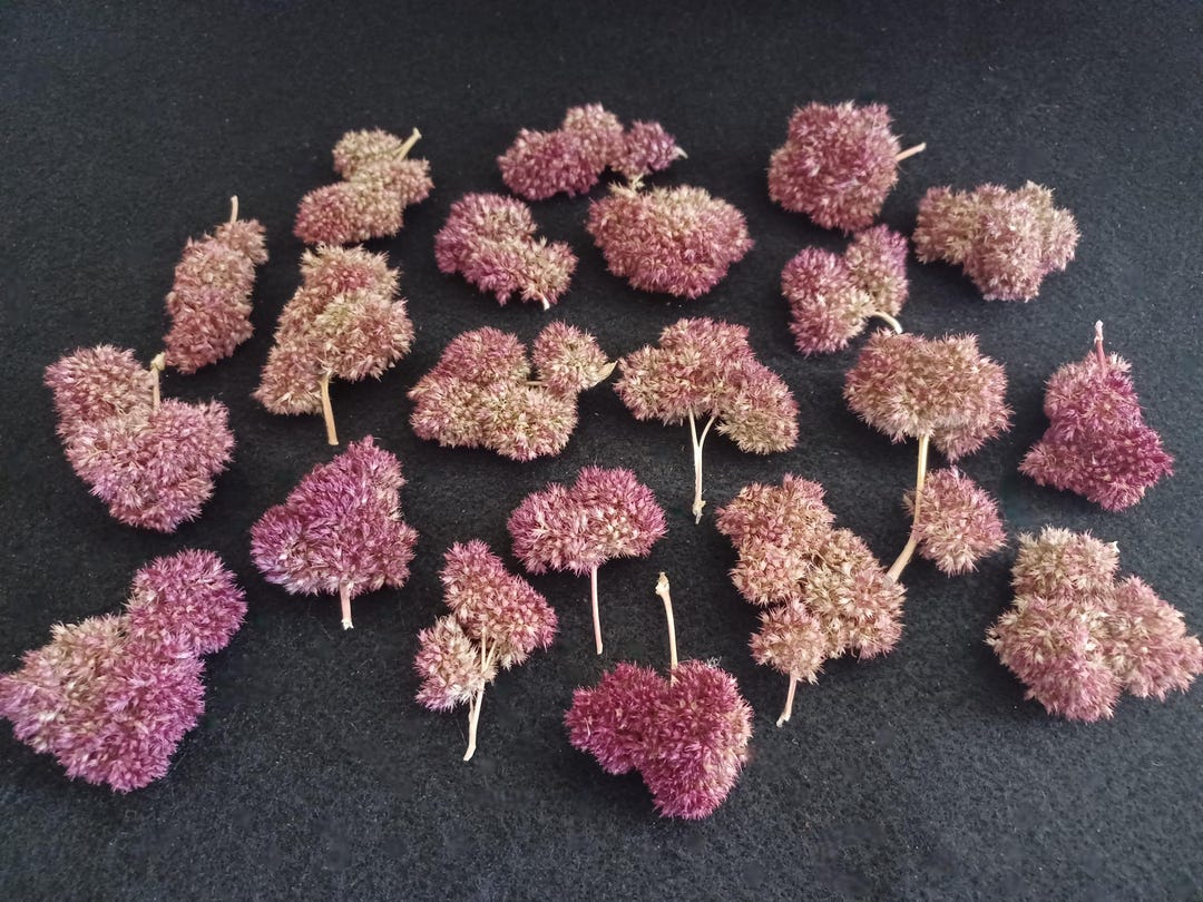20 Small Amaranth Puffs, Burgundy/wine Blend, 1 1/2 to 2 Chubby Puffs ...