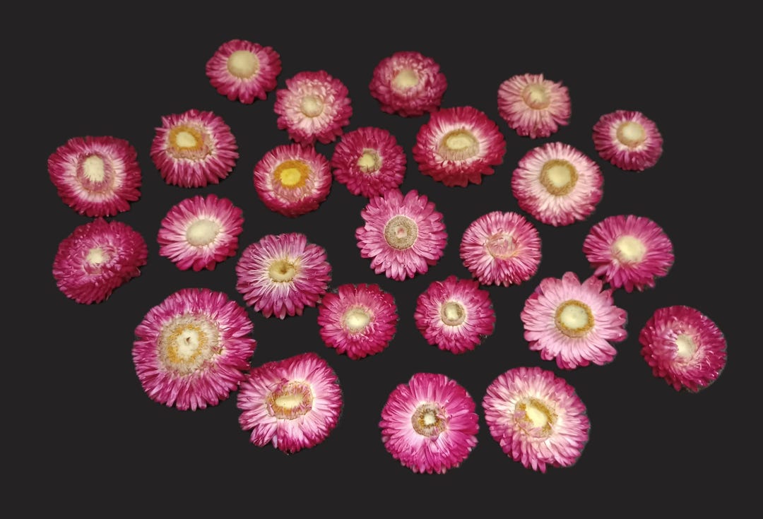 25 Open Face Strawflowers, Cranberry Rose, 1" to 1 1/2" Flower, No ...