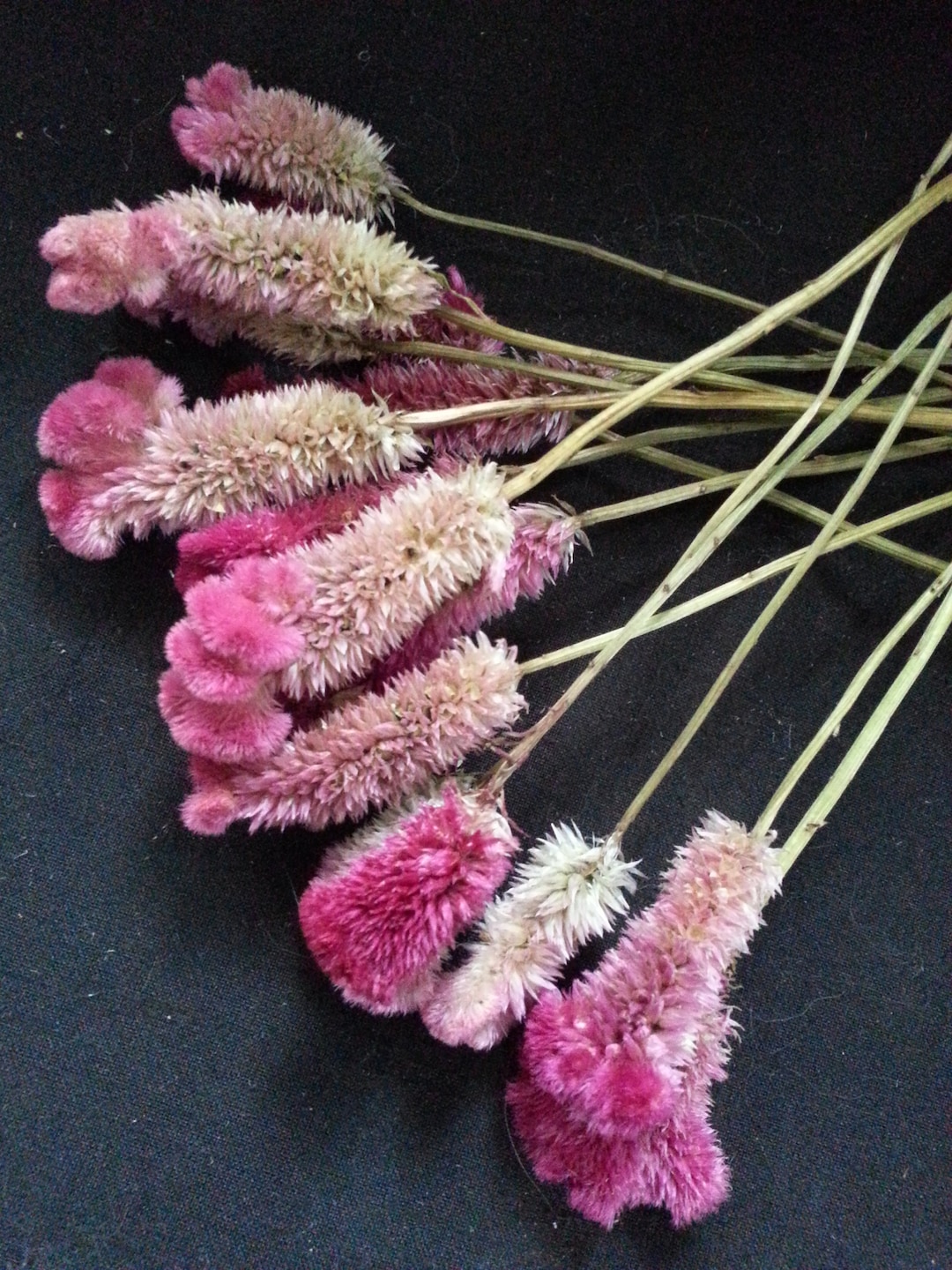 20 Celosia Cockscomb, Cramer's Rose, Pink Shades Mix, 3/4 to 1" Flower ...