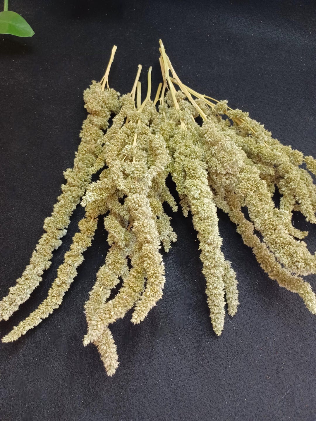 10 Amaranth, Soft Green Blend, Upright 14"-16" Total Length, Dried ...