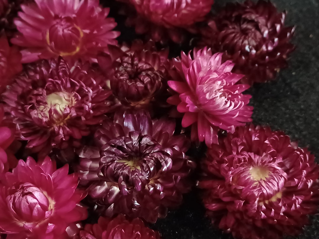 25 Strawflowers, Dark Cherry Mix, 1 to 1 1/2 Flower Size. No Stems ...