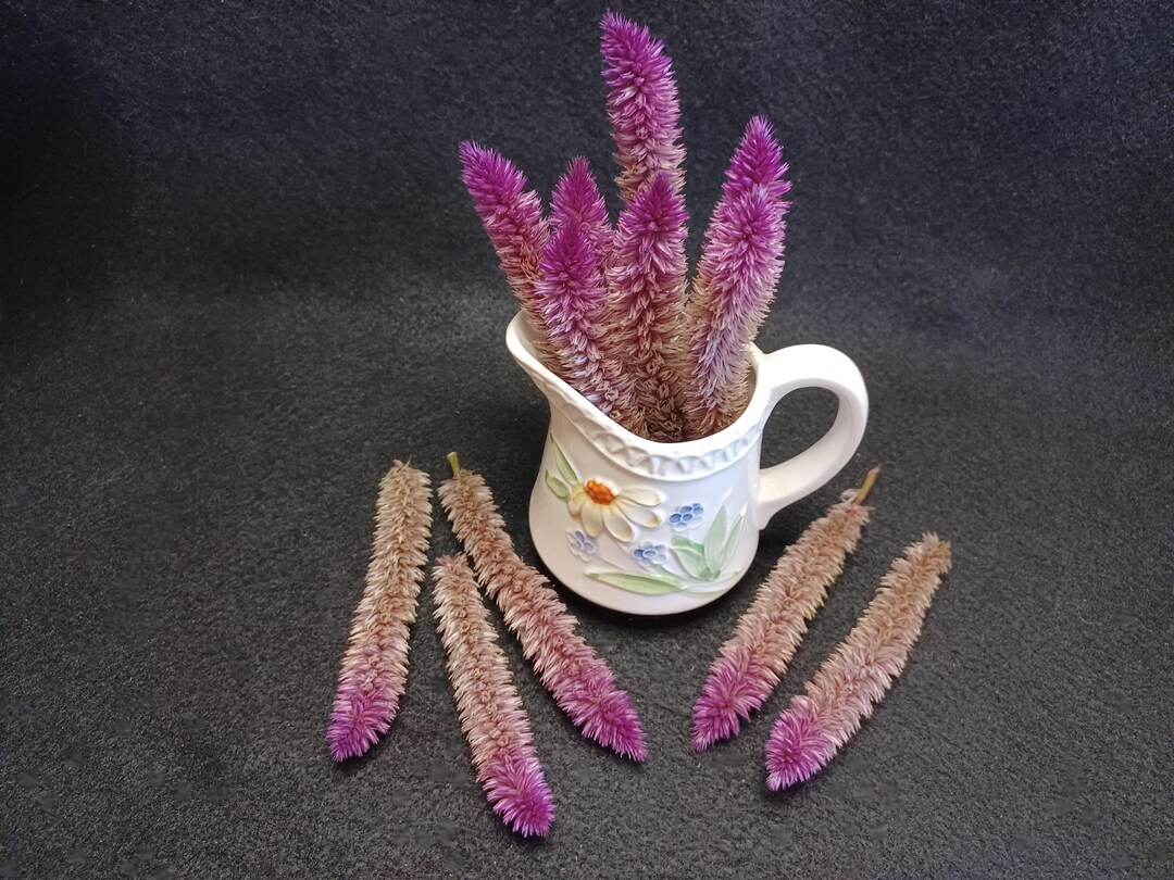 12 Celosia, Purple Parfait Candles, 4" Flower, 0 to 1/2" Stem. Cramer's ...