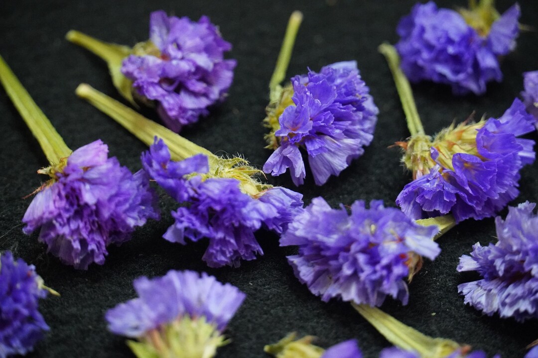 50 Statice Flowers, Purple Tones, 1/2 to 3/4, Mini Dried Flowers, Resin ...