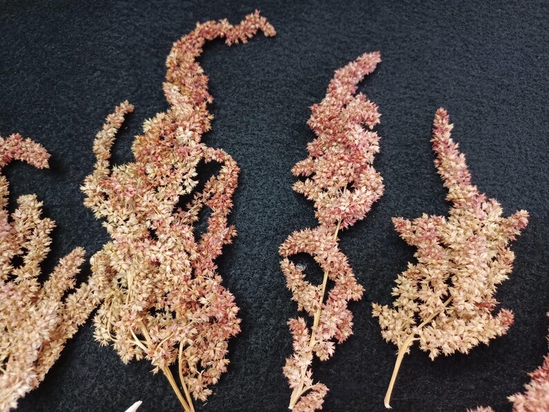 15 Amaranth, Rusty Red, Copper and Cream, 4-6" Total Length, Dried ...