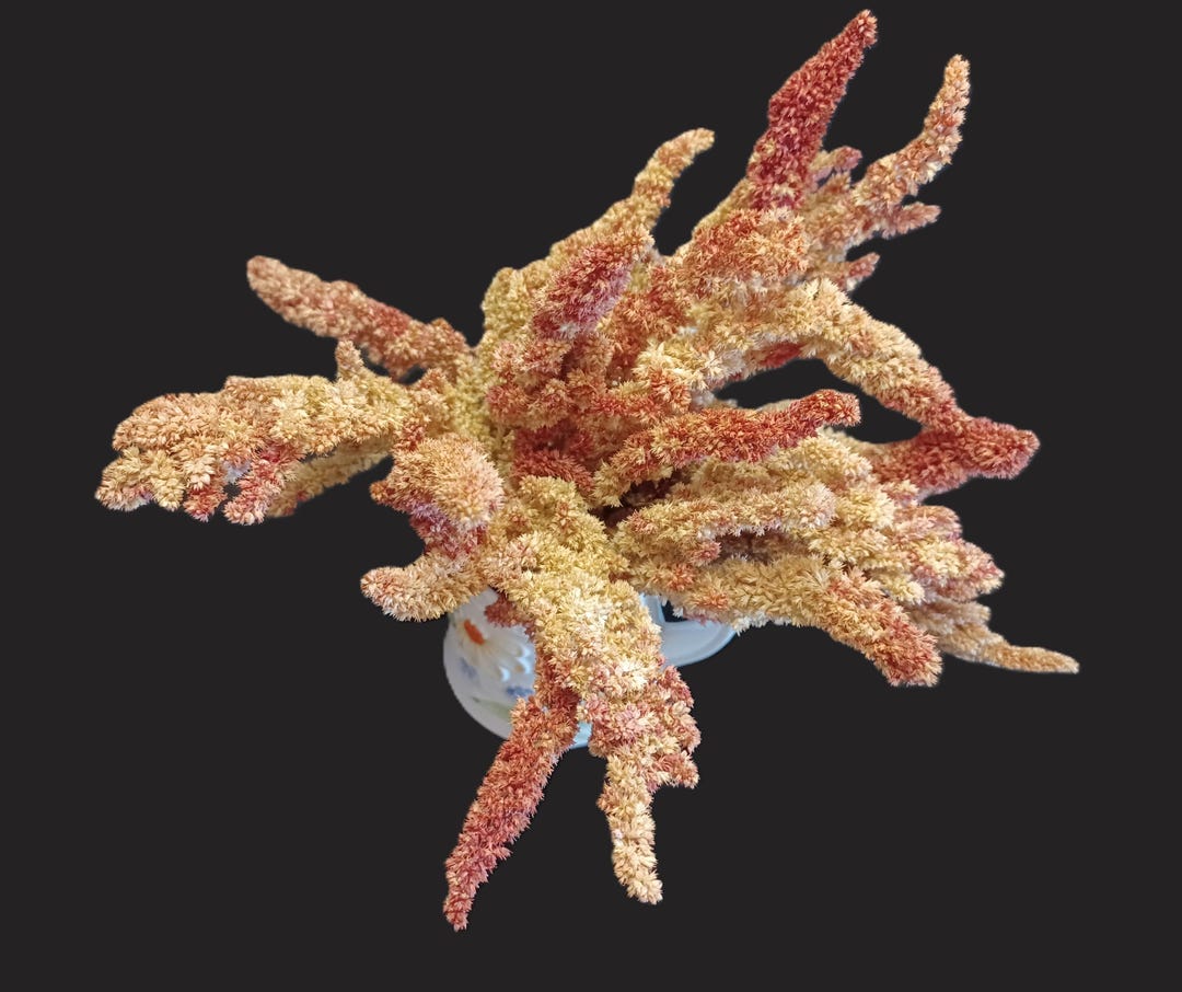 20 Amaranth, Red Marbled, 5-6" Total Length, Dried Flowers, Dried ...