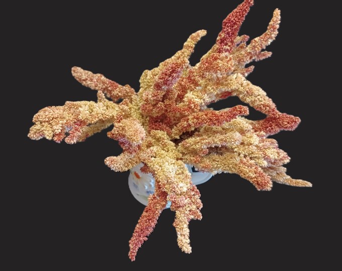 20 Amaranth, Red Marbled, 5-6" Total Length, Dried Flowers, Dried ...