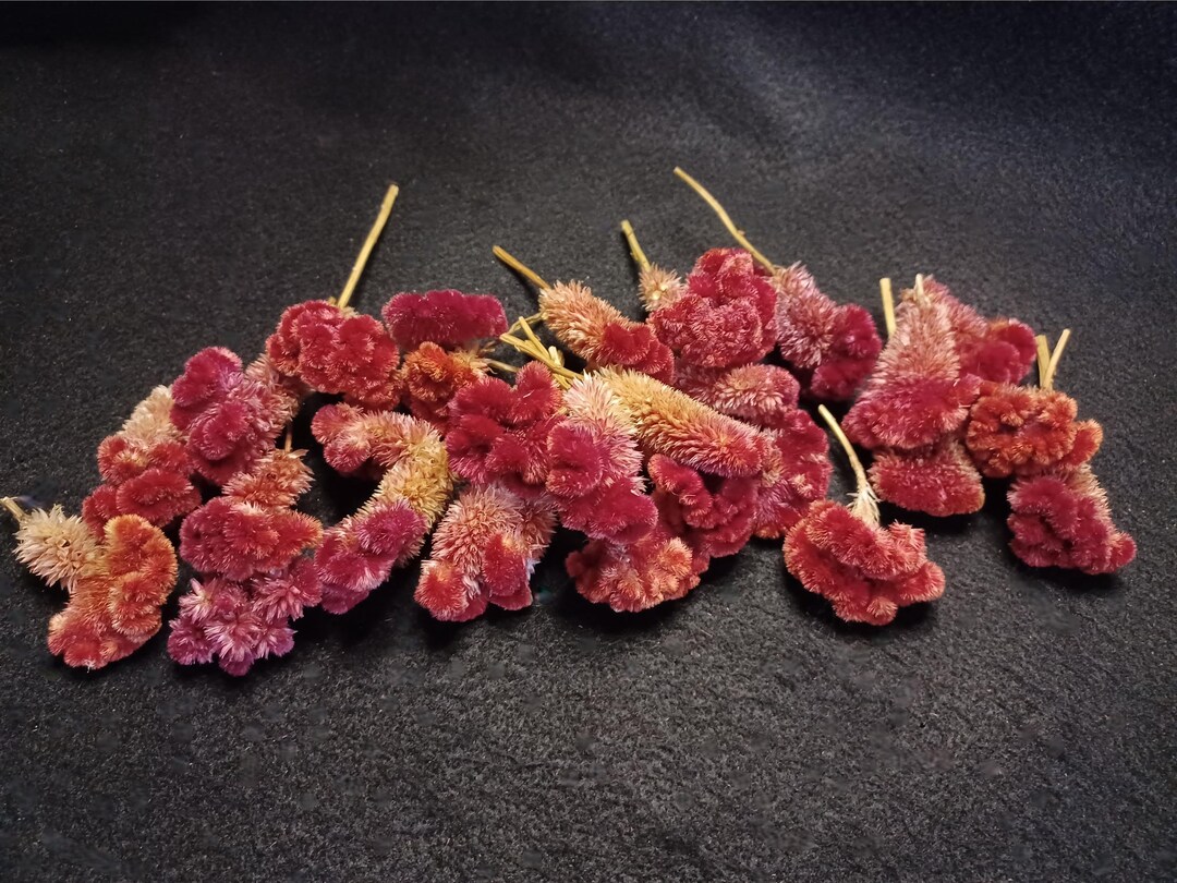 25 Cockscomb, Red Shades Mix, 1 Flower Heads, 0-3 Stems, Dried Celosia ...