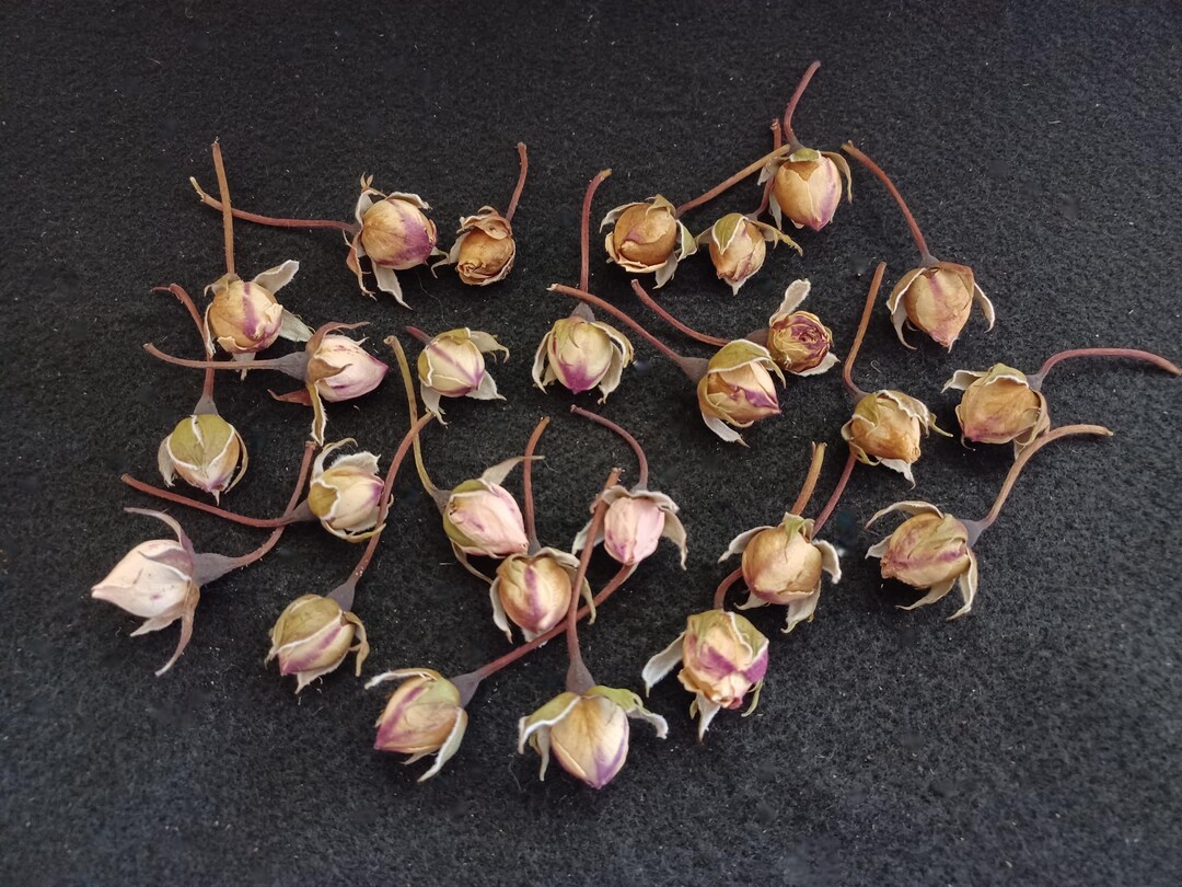 25 Dried Mini Rose Buds, 3/8 1/2 Bud Size, Cream With Hits of Red 1-2 ...