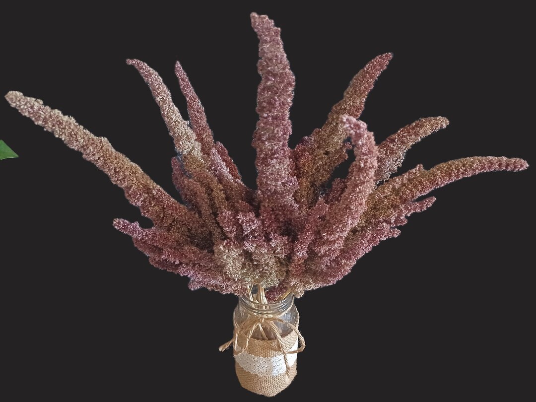 8 Amaranth, Antique Torch, 14-15" Total Length, Dried Flowers, Dried ...