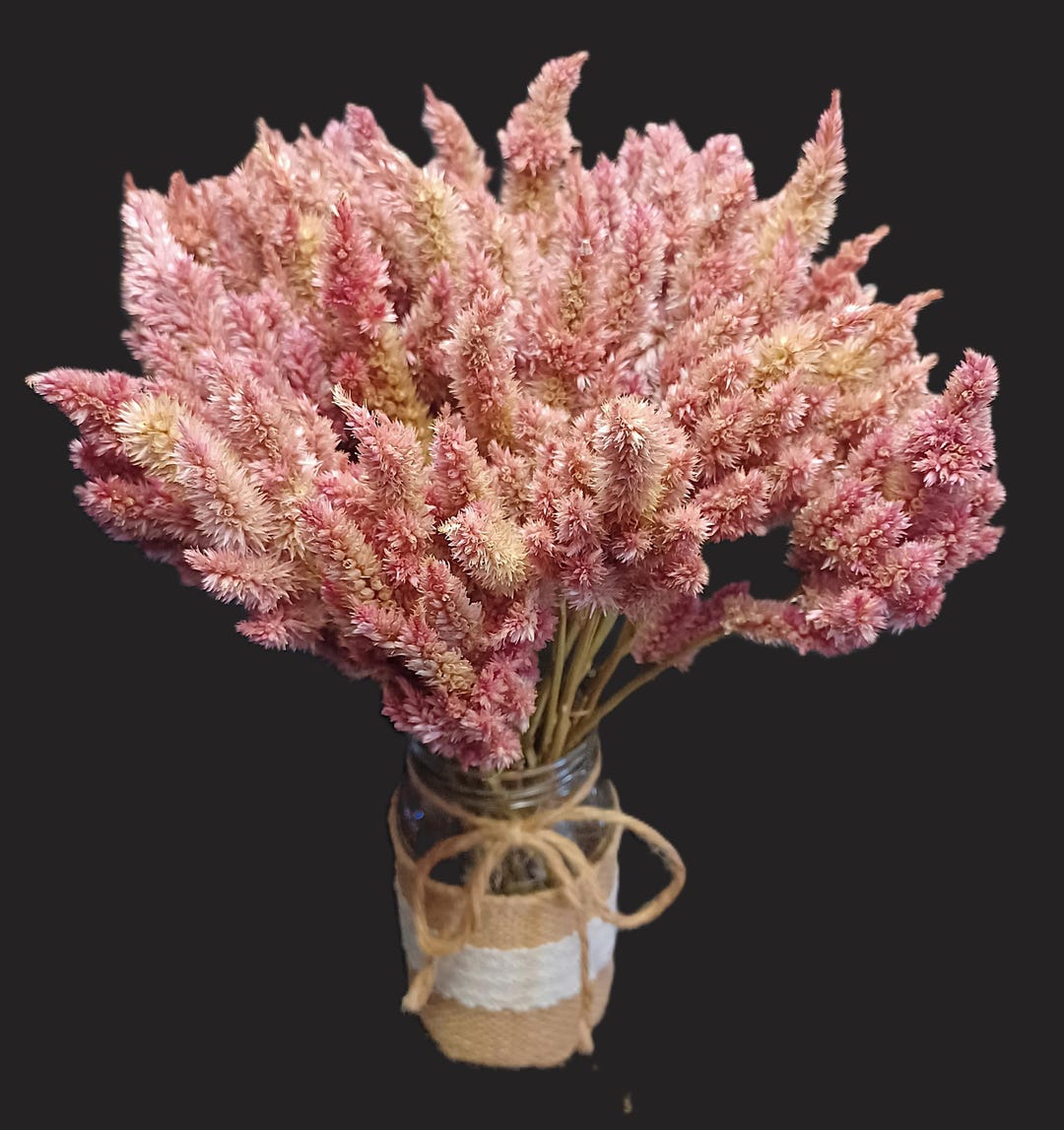 27 Celosia, Fluffy Coral Pink Mix, 4-5" Flower Length, 10-12" Total ...