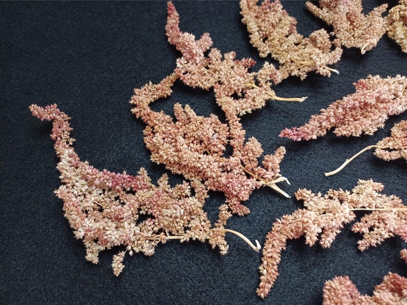 15 Amaranth, Rusty Red, Copper and Cream, 4-6" Total Length, Dried ...