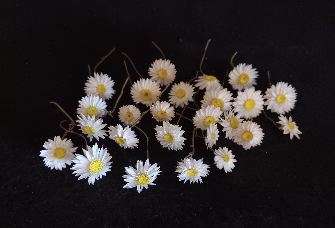 25 Mini Paper Daisy, White With Yellow Center, 1/2 to 3/4" Flower, 1 to ...
