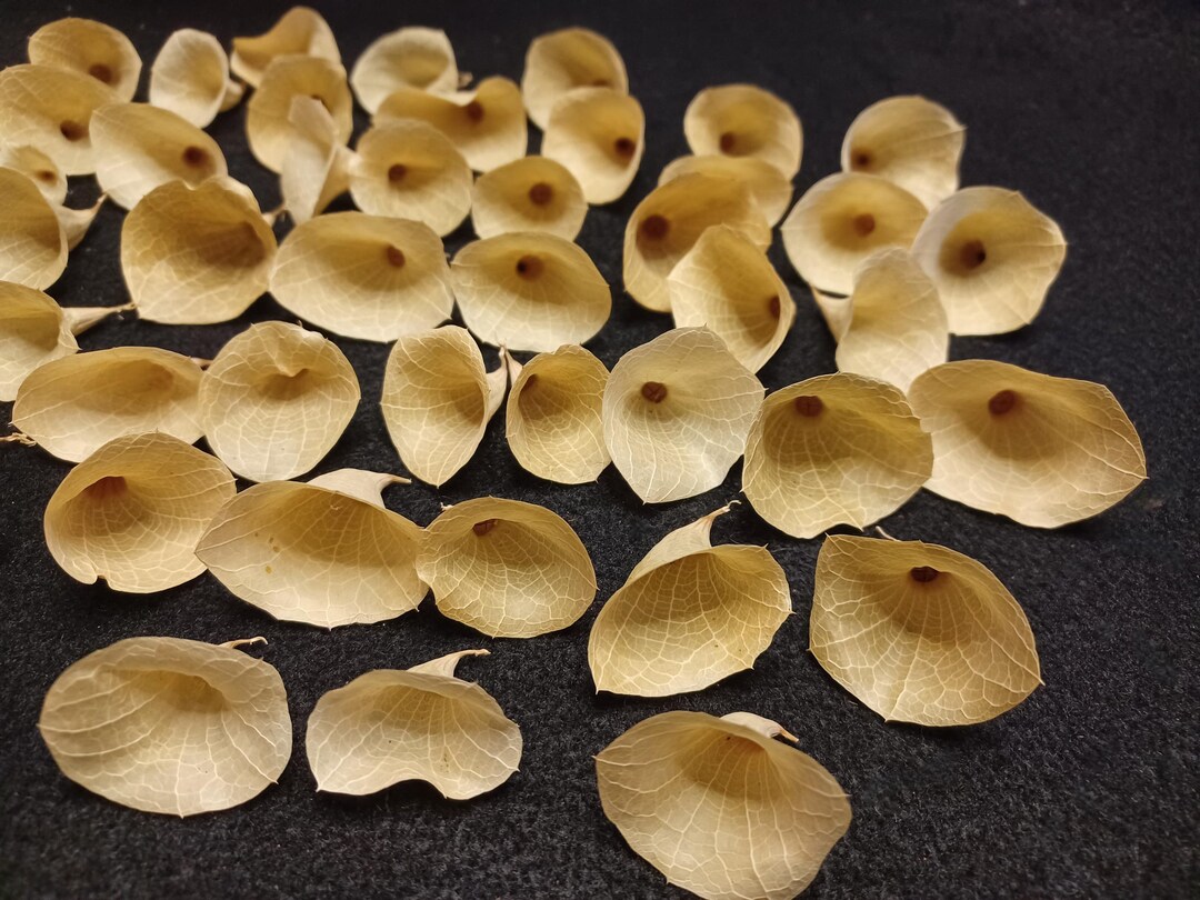 50 Dried Bells of Ireland, Dried Flowers, Good Luck, Small Dried ...