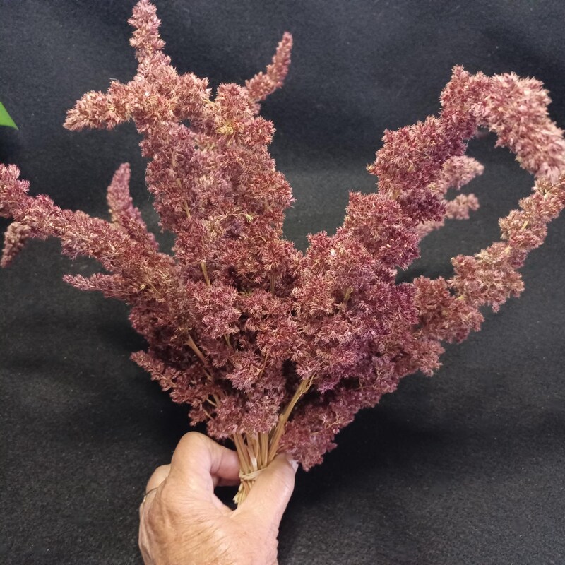 Dried Amaranthus - Etsy