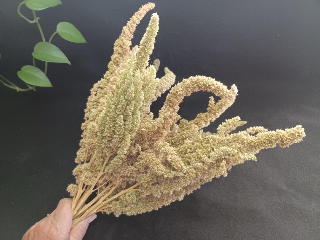 10 Amaranth, Mix Green/sage, 14-15" Total Length, Dried Flowers, Dried Amaranth - Etsy
