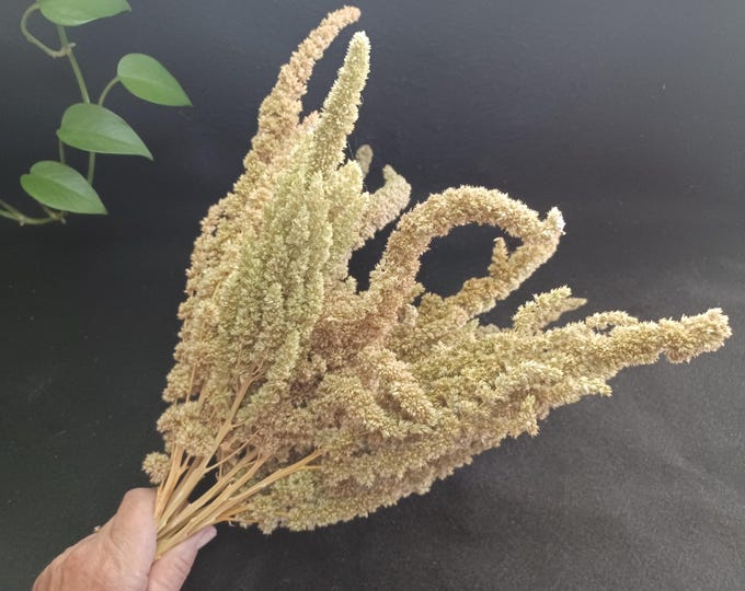 10 Amaranth, Mix Green/sage, 14-15" Total Length, Dried Flowers, Dried ...