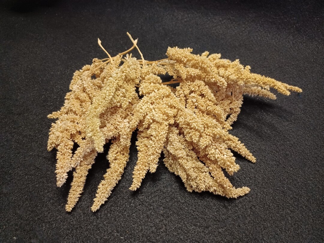 34 Amaranth, Cream/blonde, 17 at 8" and 17 at 6" Length, Dried Flowers ...