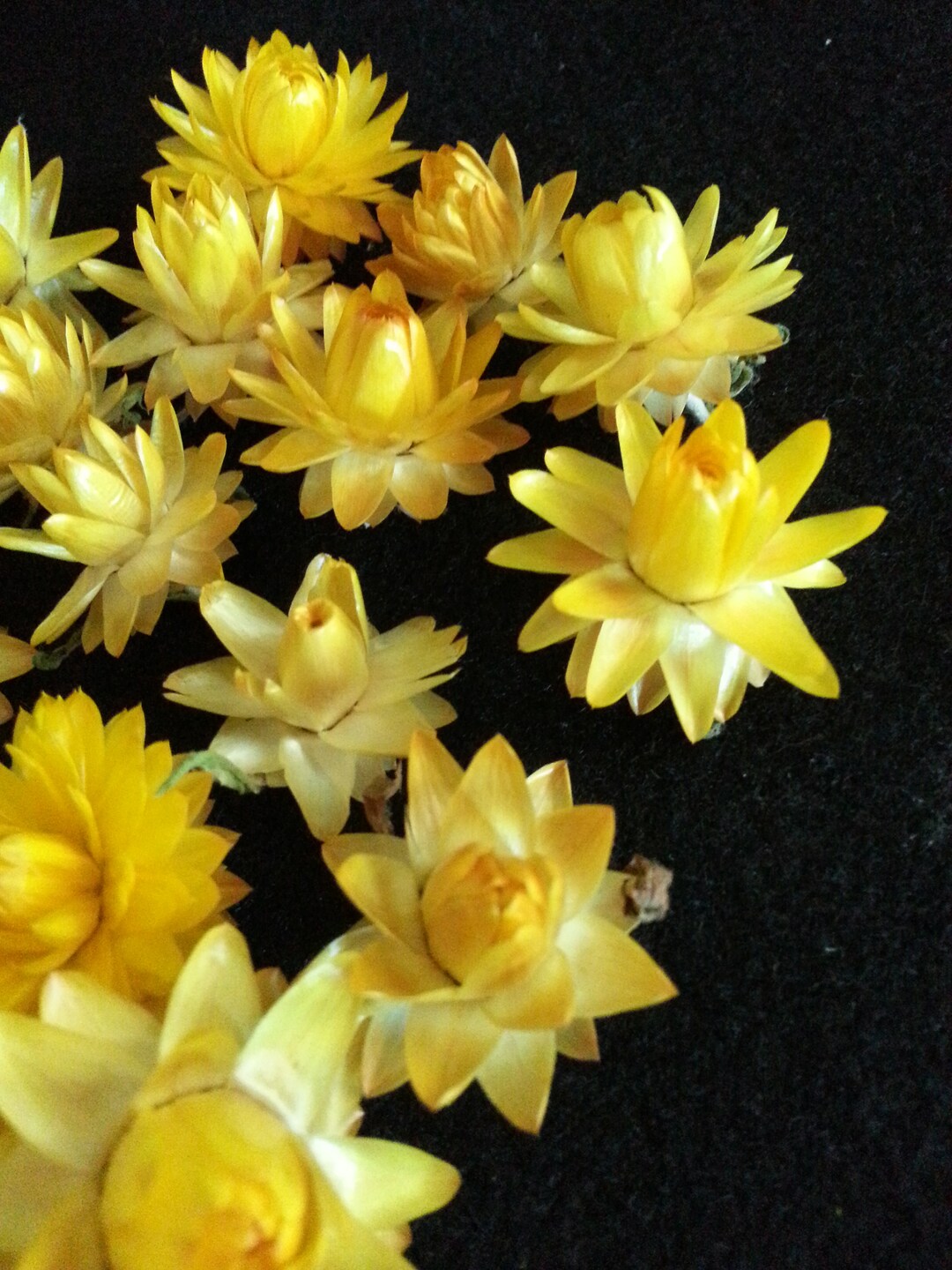 25 Mini Strawflowers, Yellow/gold Mix, 3/4 - 1", No Stems, Small Dried ...