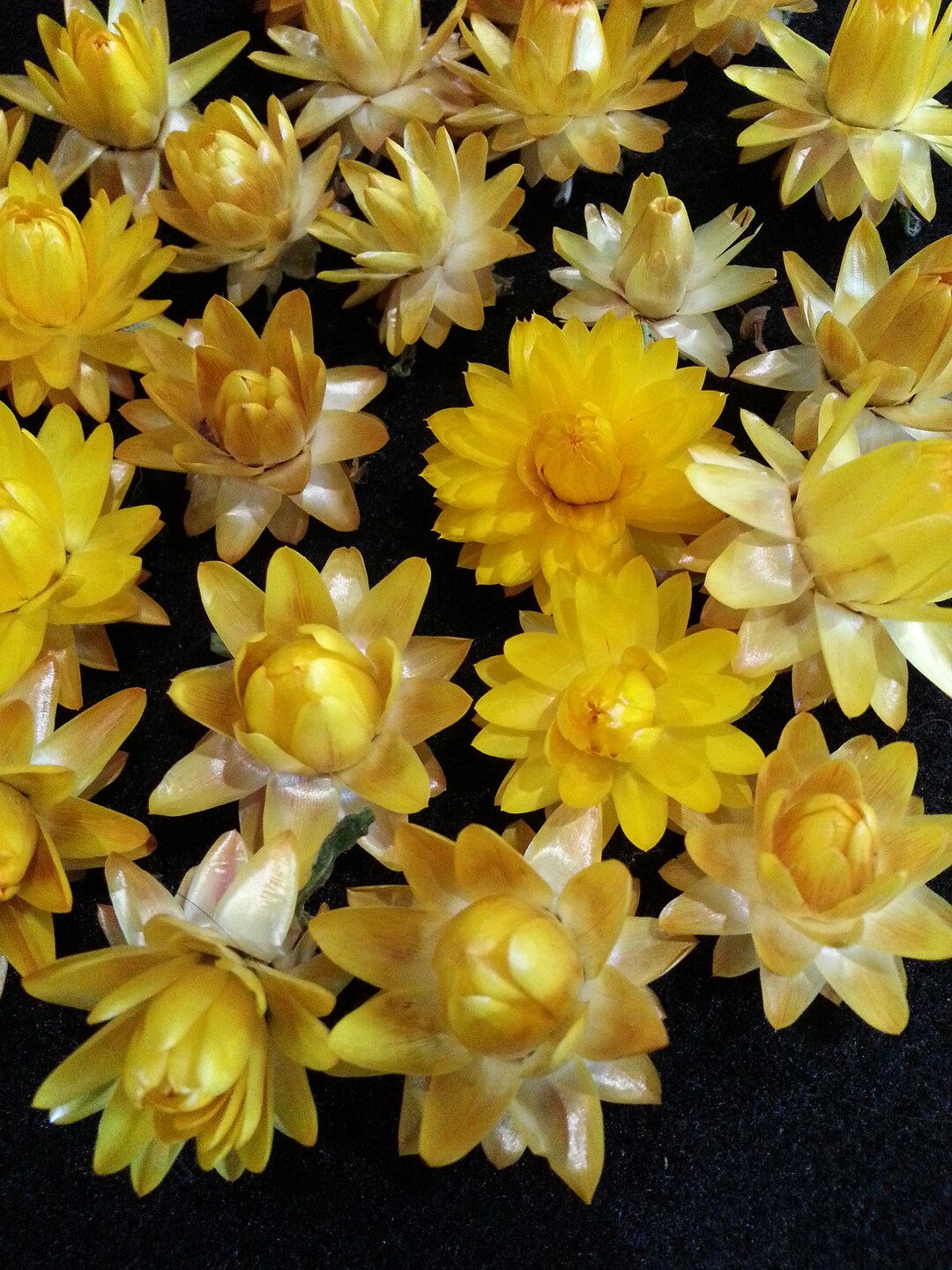 25 Mini Strawflowers, Yellow/gold Mix, 3/4 1, No Stems, Small Dried ...