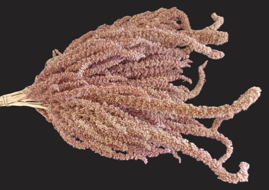 10 Amaranth, Multi-finger Dusky Rose, 14-15" Total Length, Dried ...