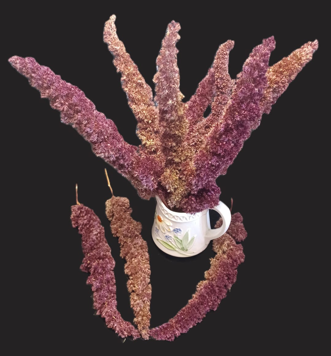 10 Amaranth, Spear/icicle Shaped, Burgundy Tones, 8-10" Total Length ...