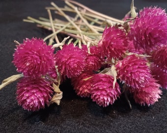 25 Gomphrena, Pink, 6"-8" Total Length, Small Dried Flowers - Etsy