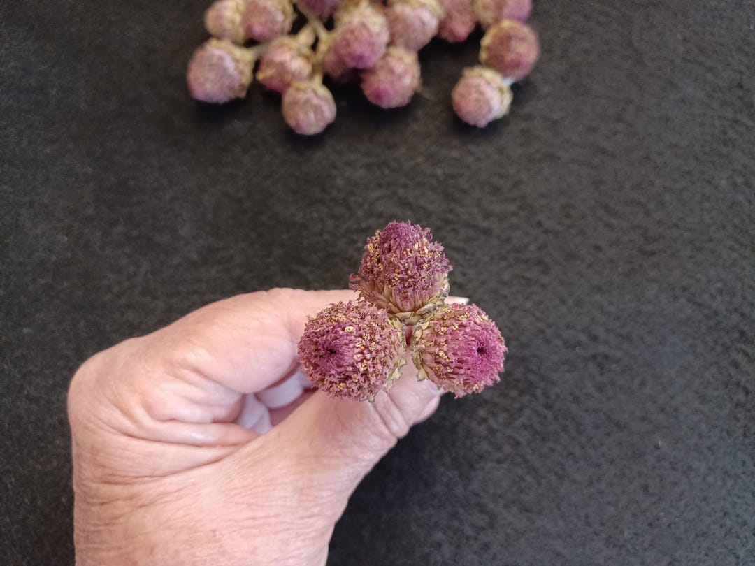 25 Zinnia Buttons, 5/8 to 3/4"" Mixed Colors. 1" Stem, Dried Flowers ...
