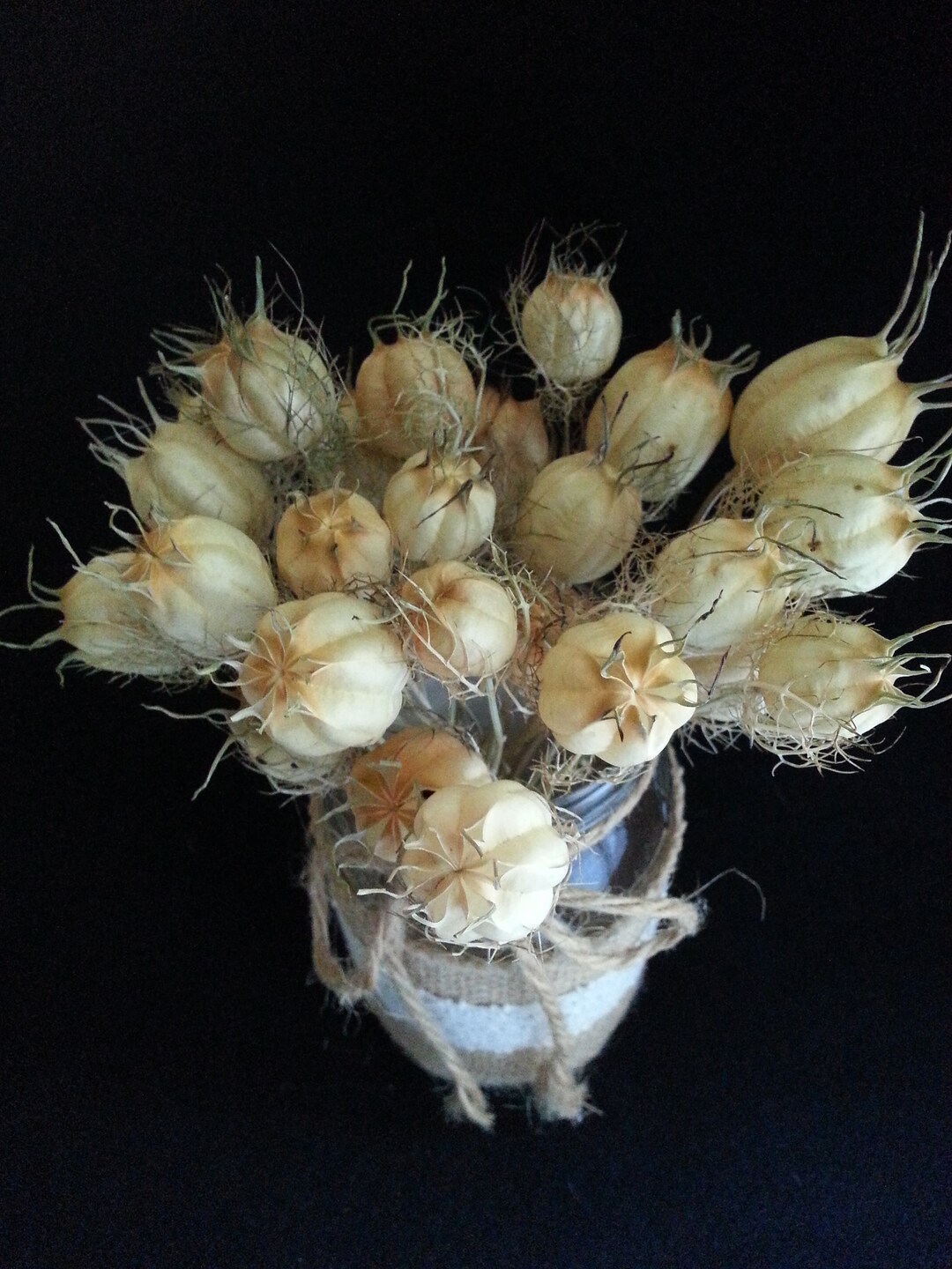 25 Nigella Pods, 1/2" Pod Size, Cream/buff Blend, 4-6" Total Length ...