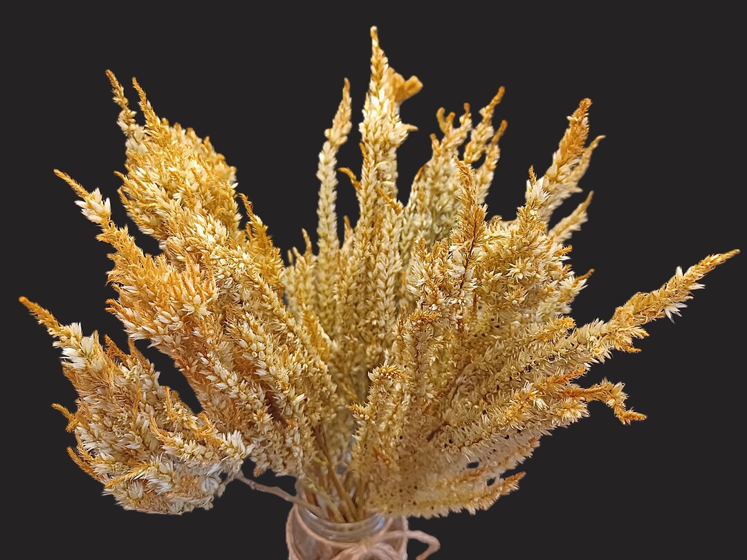 18 Celosia, Gold Tip Plume Mix, 6-8" Flower, 14-15" Total Length. Dried ...