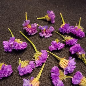 50 Statice Flowers, Dark Violet Tones, 1/2 to 3/4, Mini Dried Flowers ...