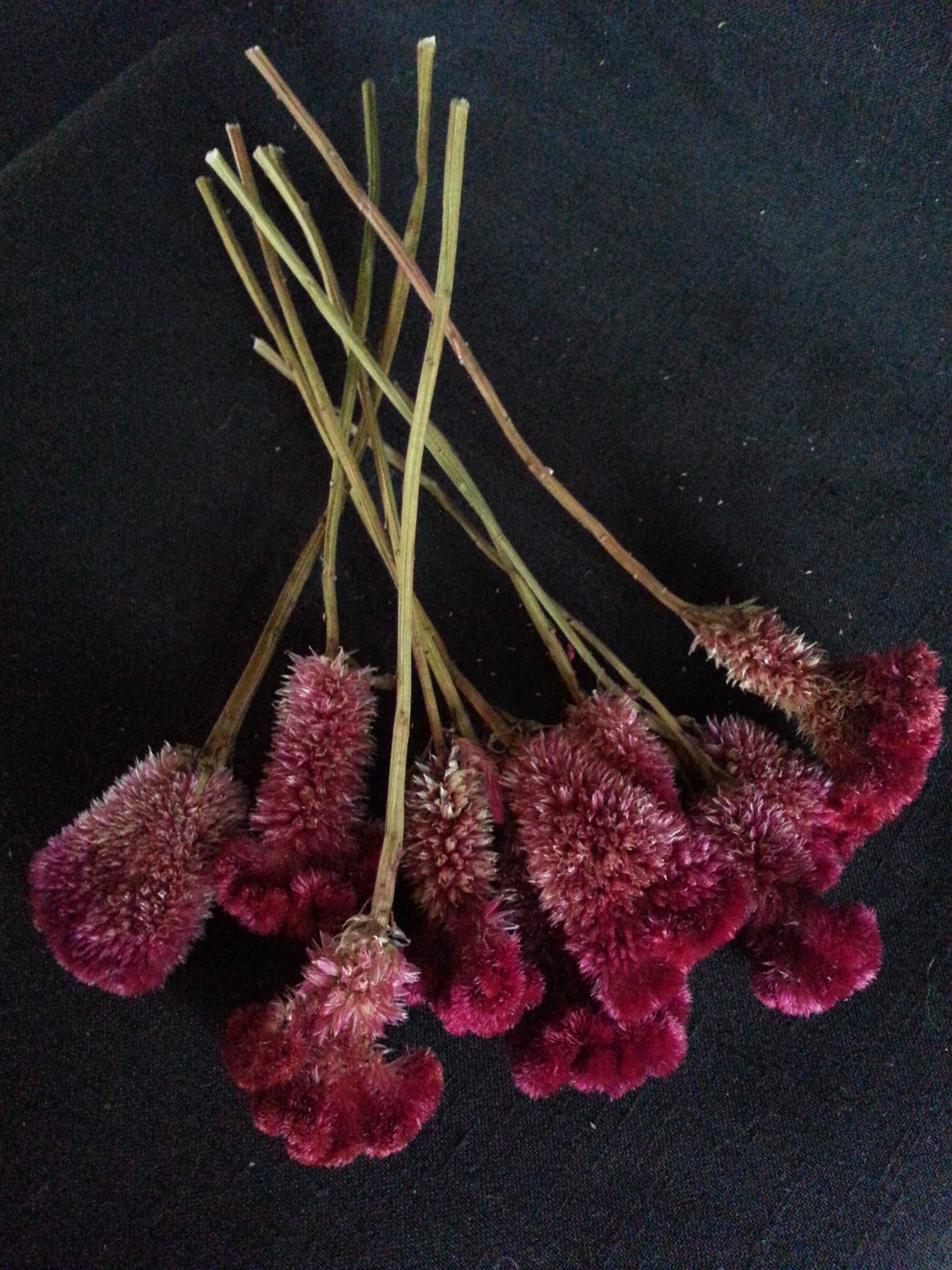 20 Celosia Cockscomb, Cramer's Burgundy, 3/4 - 1" Flower Heads, 6-8 ...