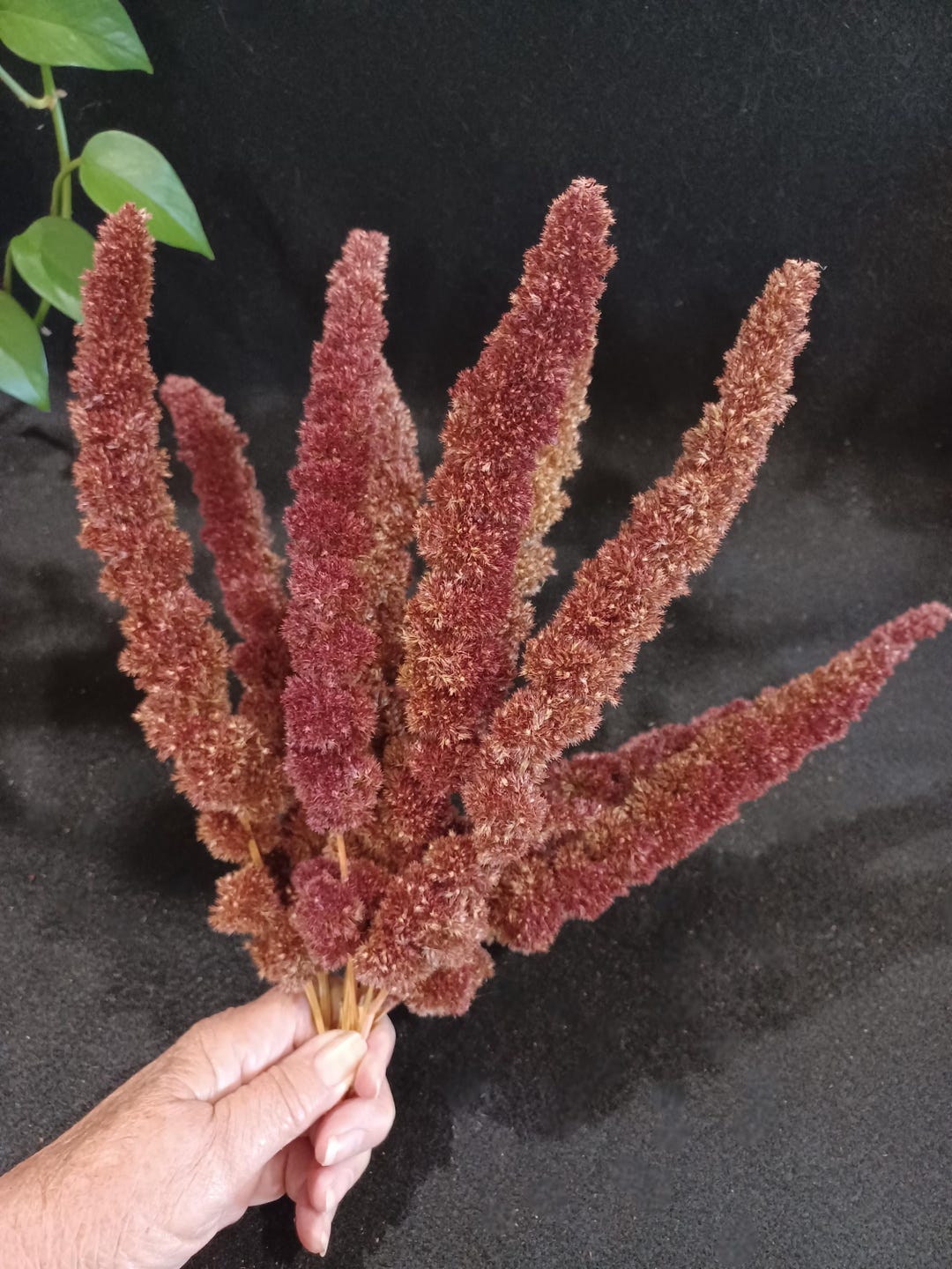 10 Amaranth, Dusky Brick Tones, 11-12" Total Length, Dried Flowers, Dried Amaranth - Etsy