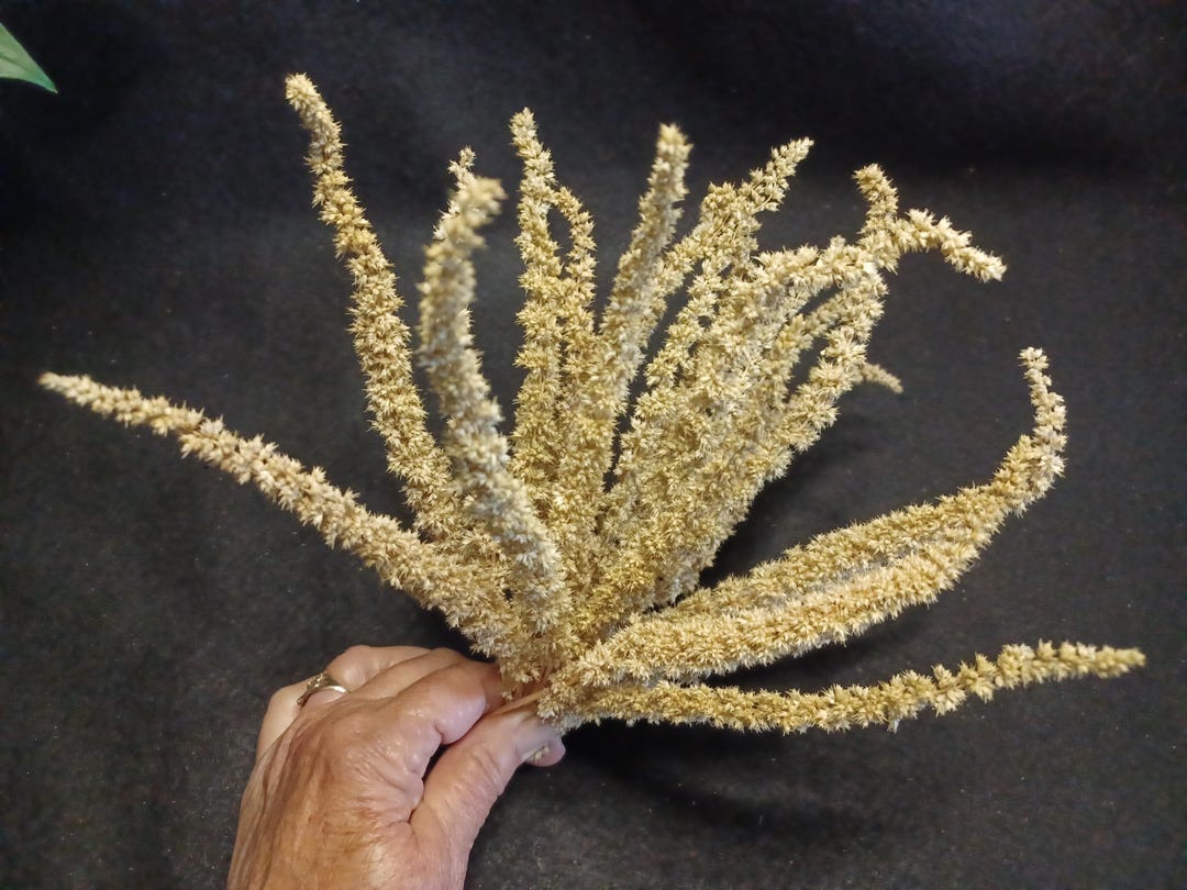 25 Amaranth, Creamy Latte Fingers, 6-8" Total Length, Dried Flowers ...