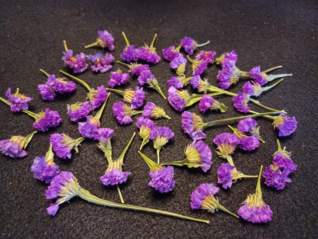 50 Statice Flowers, Dark Violet Tones, 1/2 to 3/4, Mini Dried Flowers ...