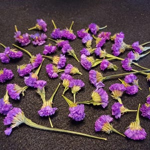 50 Statice Flowers, Dark Violet Tones, 1/2 to 3/4, Mini Dried Flowers ...