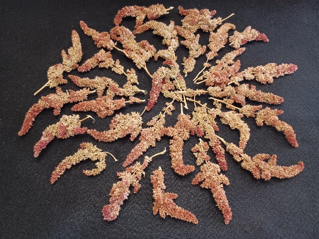 30 Mini Amaranth, Marbled Tones, 3-4" Total Length, Small Dried Flowers ...