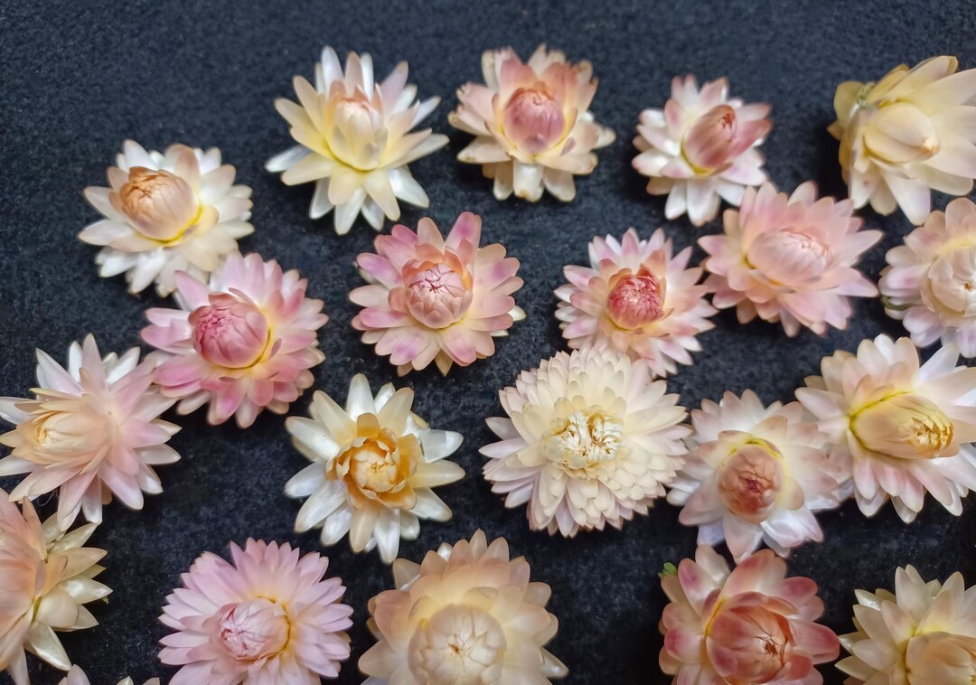 25 Mini Strawflowers, Blush/pastel Pink, 3/4 - 1" Flower Size, No Stems ...