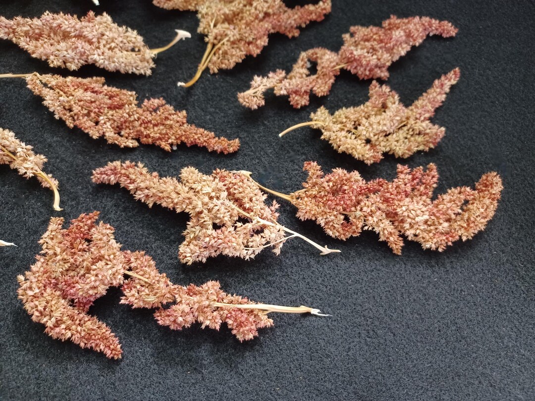 15 Amaranth, Rusty Red, Copper and Cream, 4-6" Total Length, Dried ...