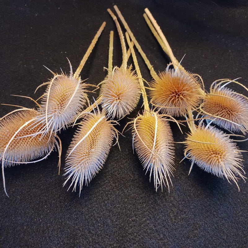 Teasel - Etsy