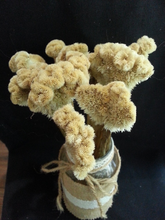 10 Celosia Cockscomb Cream/buff/beige 1 1/2 to 2 - Etsy