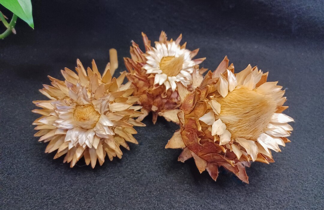 3 Dried Cardoon, 3 to 3 1/2" Open Face Flower With Creamy White Center ...