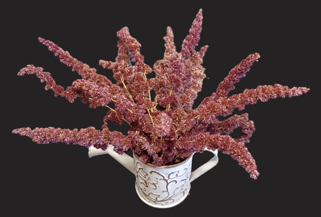 20 Amaranth Fingers, Red Wine Colors, 6-8" Total Length, Dried Flowers ...