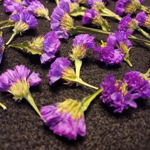 50 Statice Flowers, Dark Violet Tones, 1/2 to 3/4, Mini Dried Flowers ...