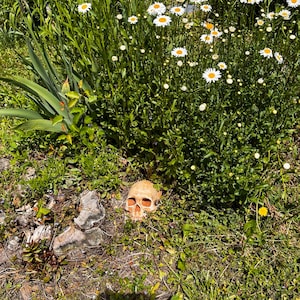 Garden Skull, Creepy Garden Decor, Garden Gifts, Halloween Garden Decor ...