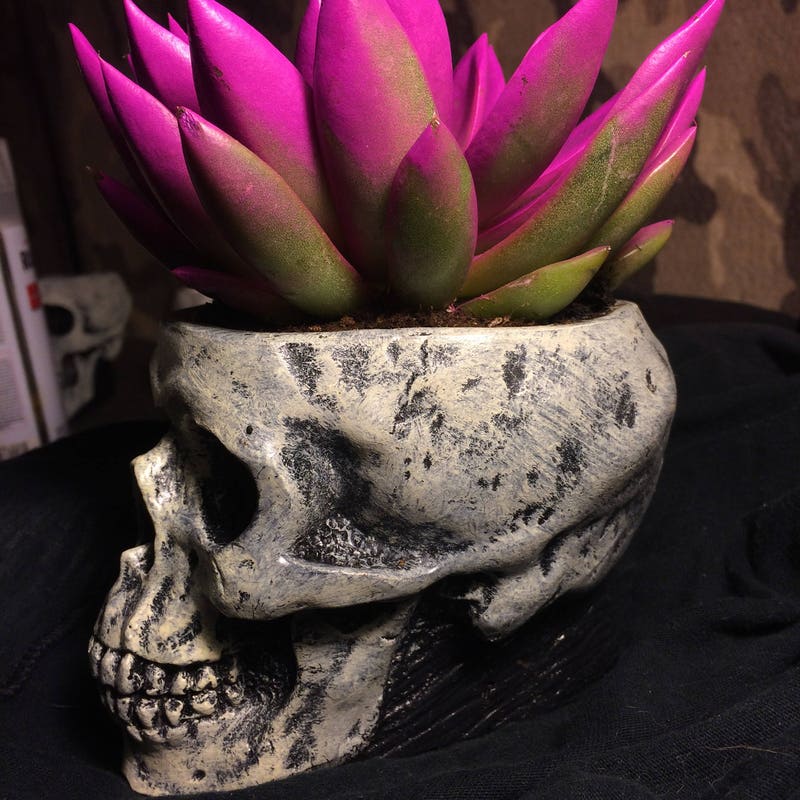 Skull Planter - Etsy