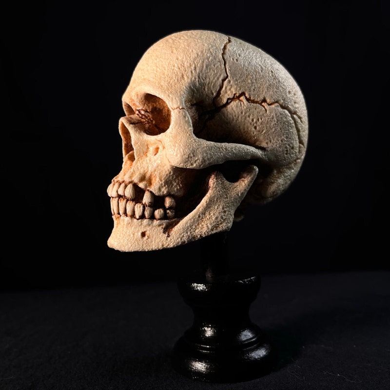 Realistic Human Skull - Etsy