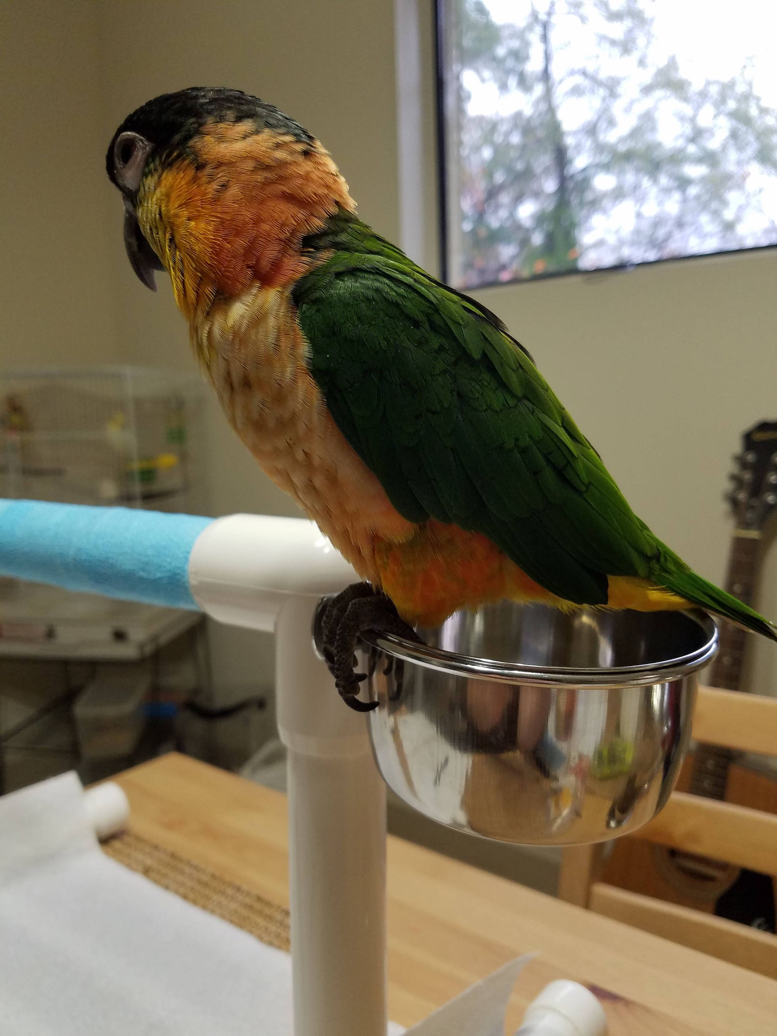 THE MOVER Large: Portable Parrot Perch W/ Cup for Amazons, Cockatoos ...