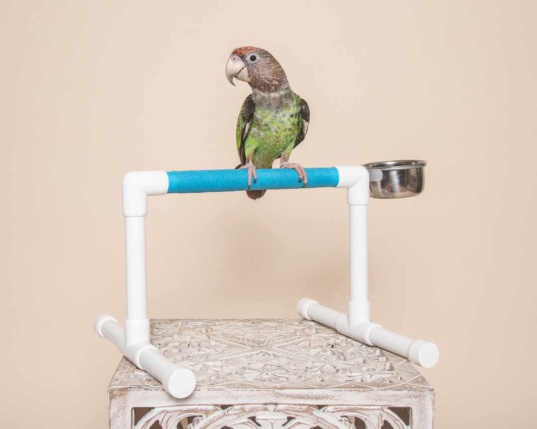 THE MOVER Medium - Portable Perch Stand for African Greys, Eclectuses ...