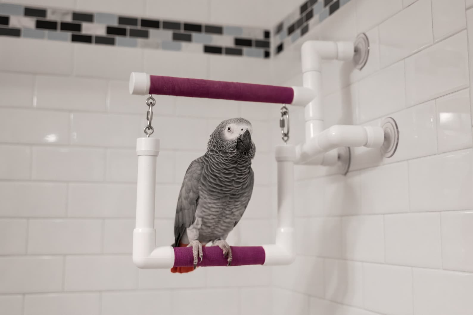 Shower/window Perch W/ Optional Swing - Medium - Etsy